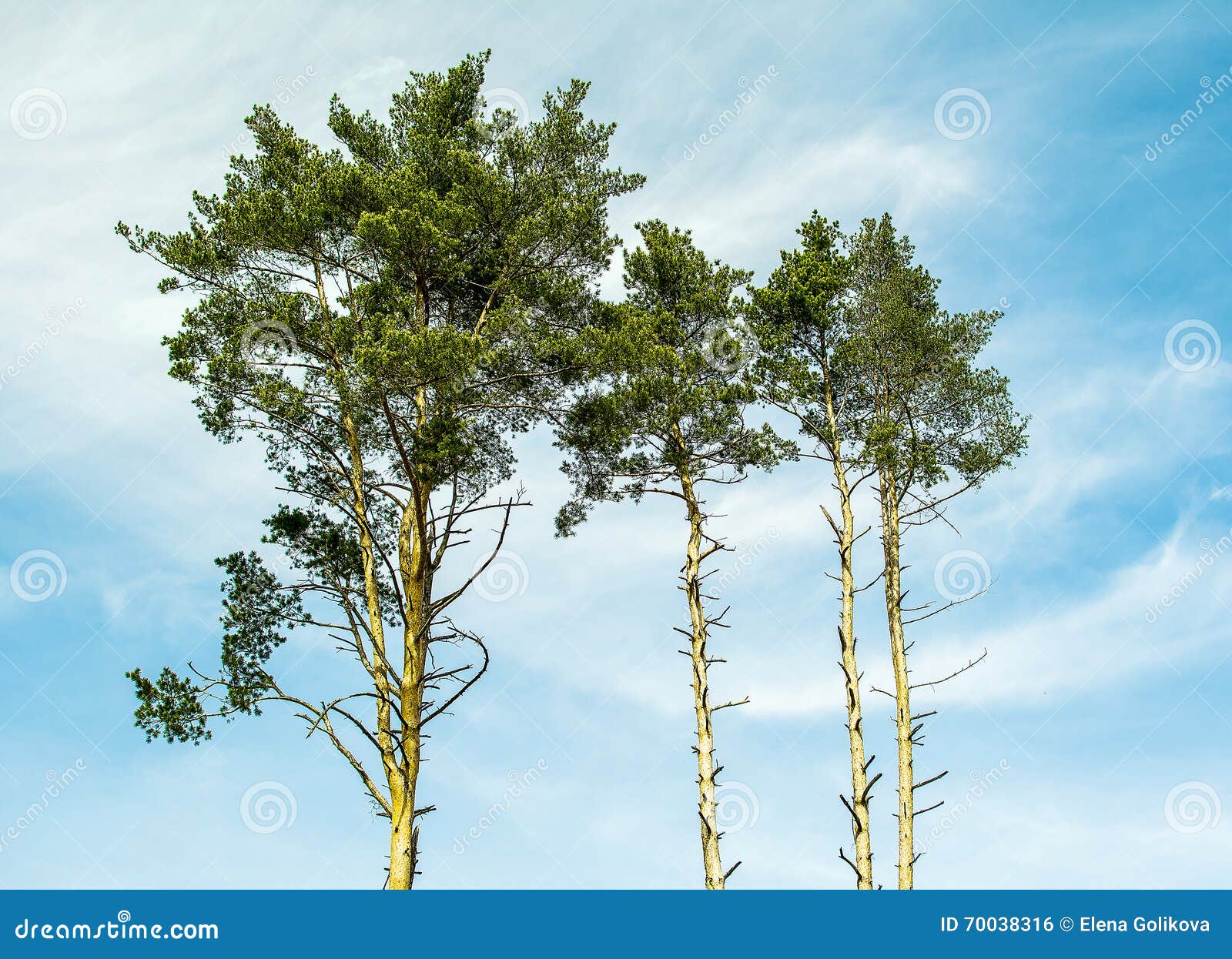 Pine trees against the sky stock photo. Image of tree - 70038316