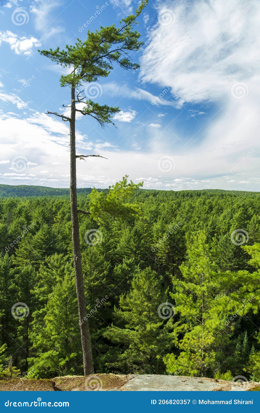 Pine Trees in Algonquin Park Stock Image - Image of tall, outdoors ...