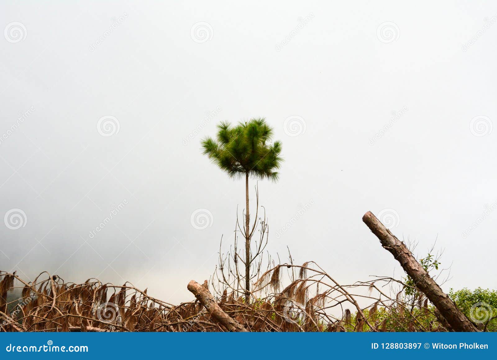 Pine Trees Alone in the Mist. Stock Image - Image of forest, summer ...
