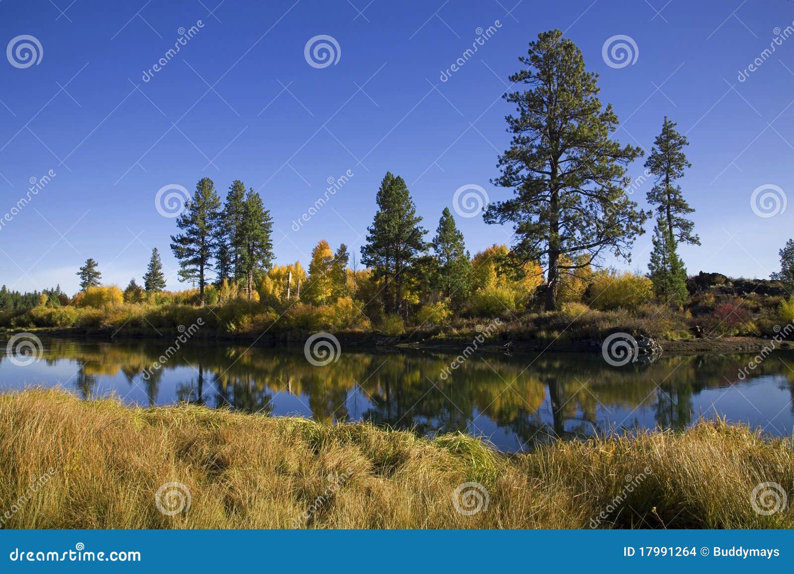 Pine trees along a river stock photo. Image of bend, oregon - 17991264