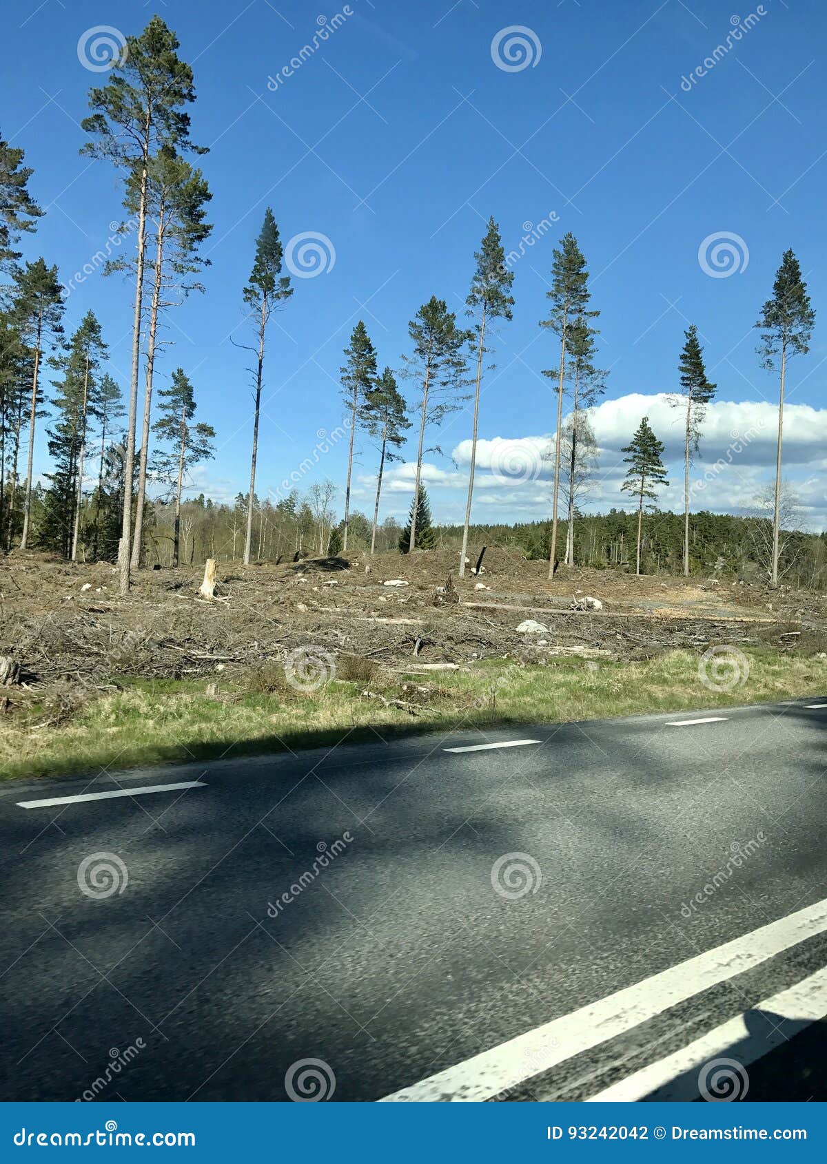 Pine trees alongside road stock photo. Image of road - 93242042