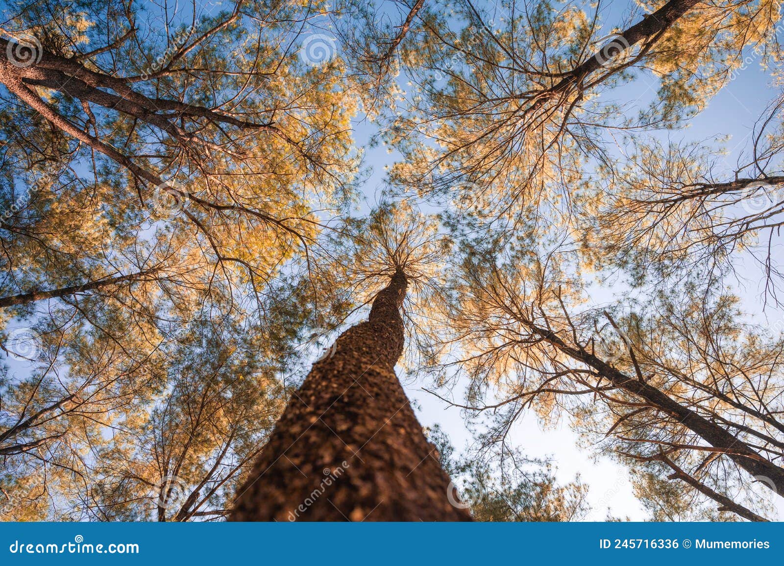 Pine Trees in Autumn Forest on Conservation Area at Evening Stock Photo ...