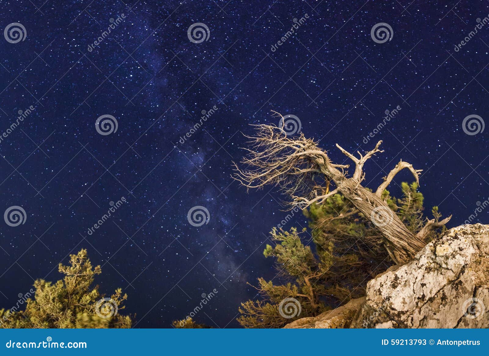 Pine Trees on the Background of Night Sky. Stock Image - Image of fairy ...