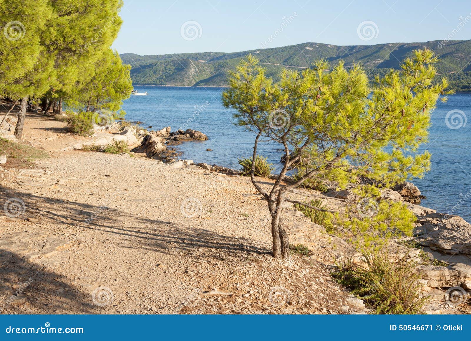 Pine trees on a beach stock image. Image of beach, trees - 50546671