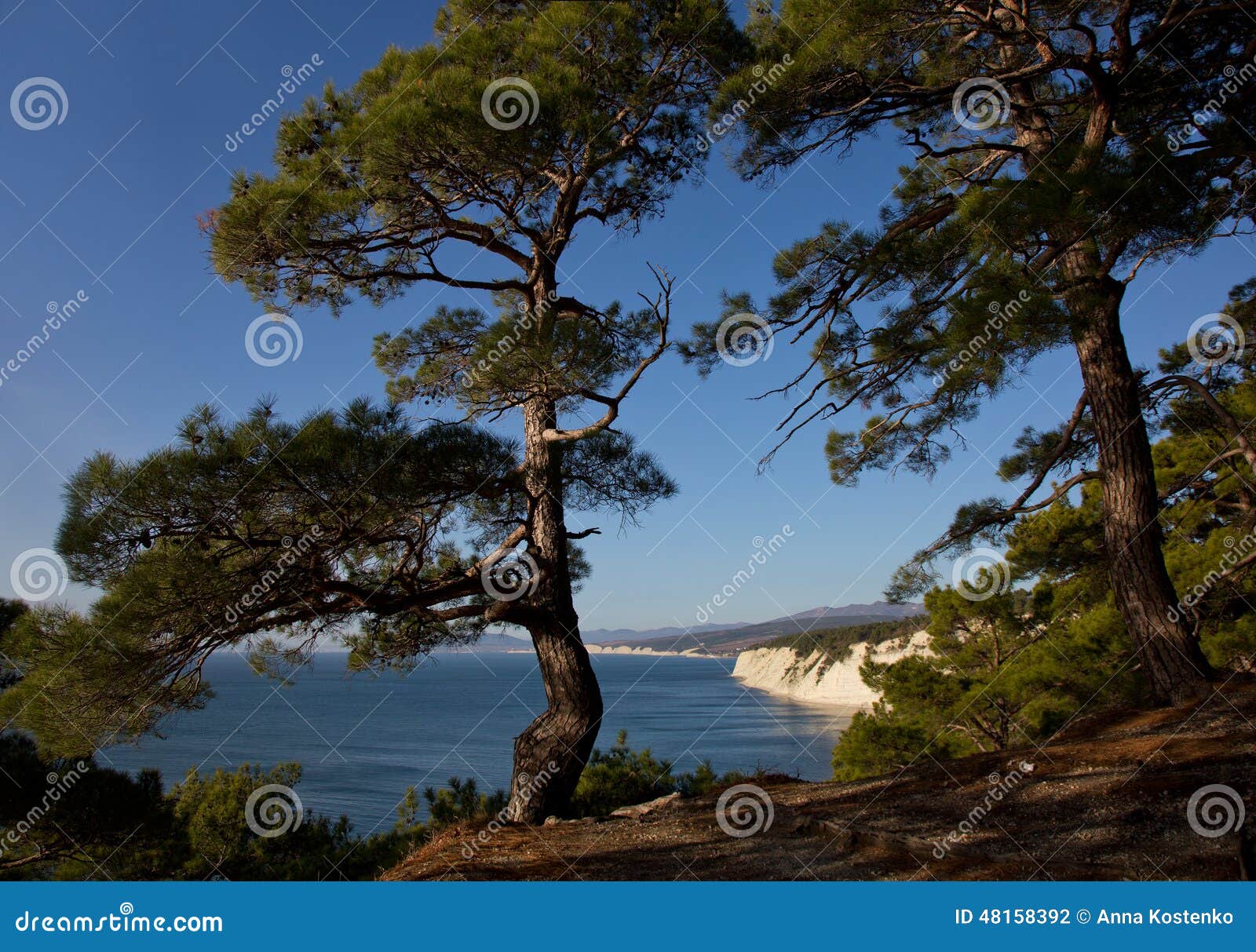 Pine trees on the beach stock photo. Image of countries - 48158392
