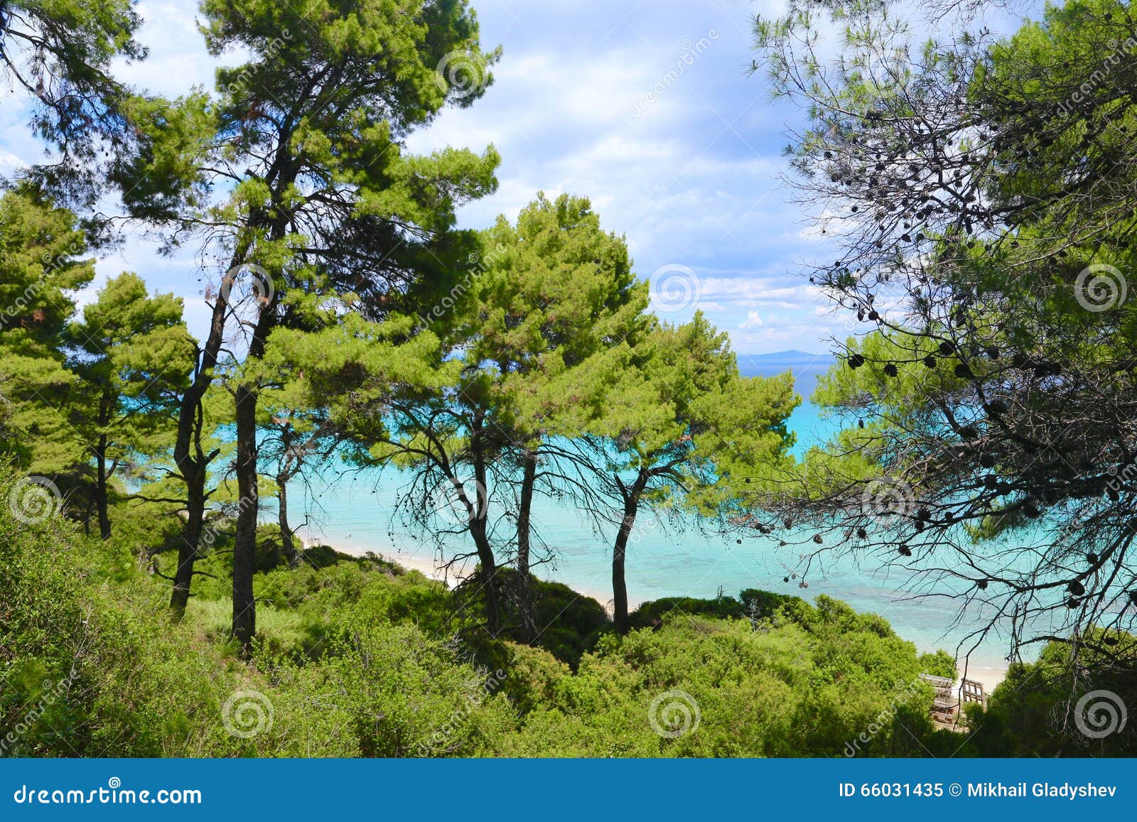 Pine Trees On The Beach Stock Photo - Image: 66031435