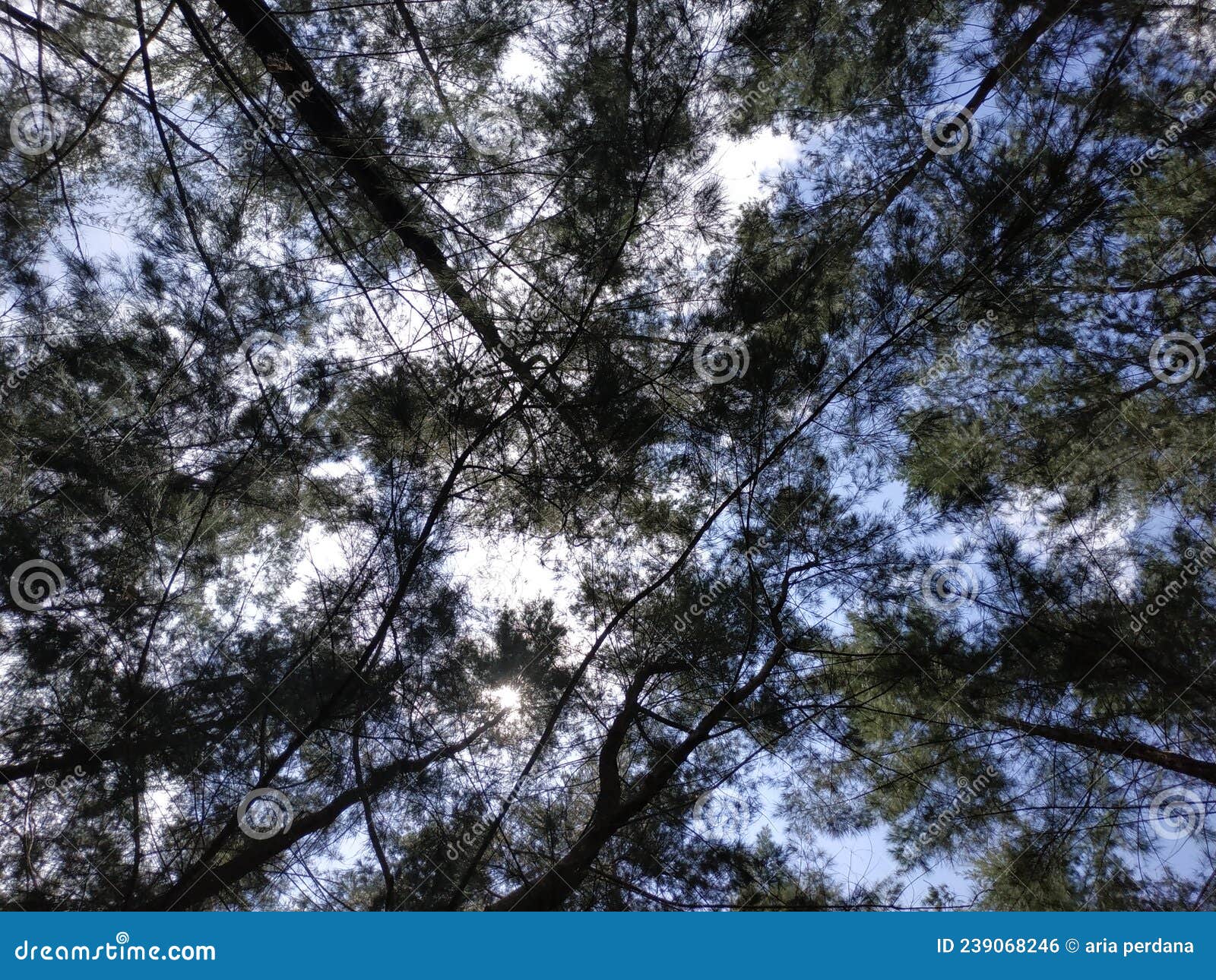 Pine trees on the beach stock photo. Image of autumn - 239068246