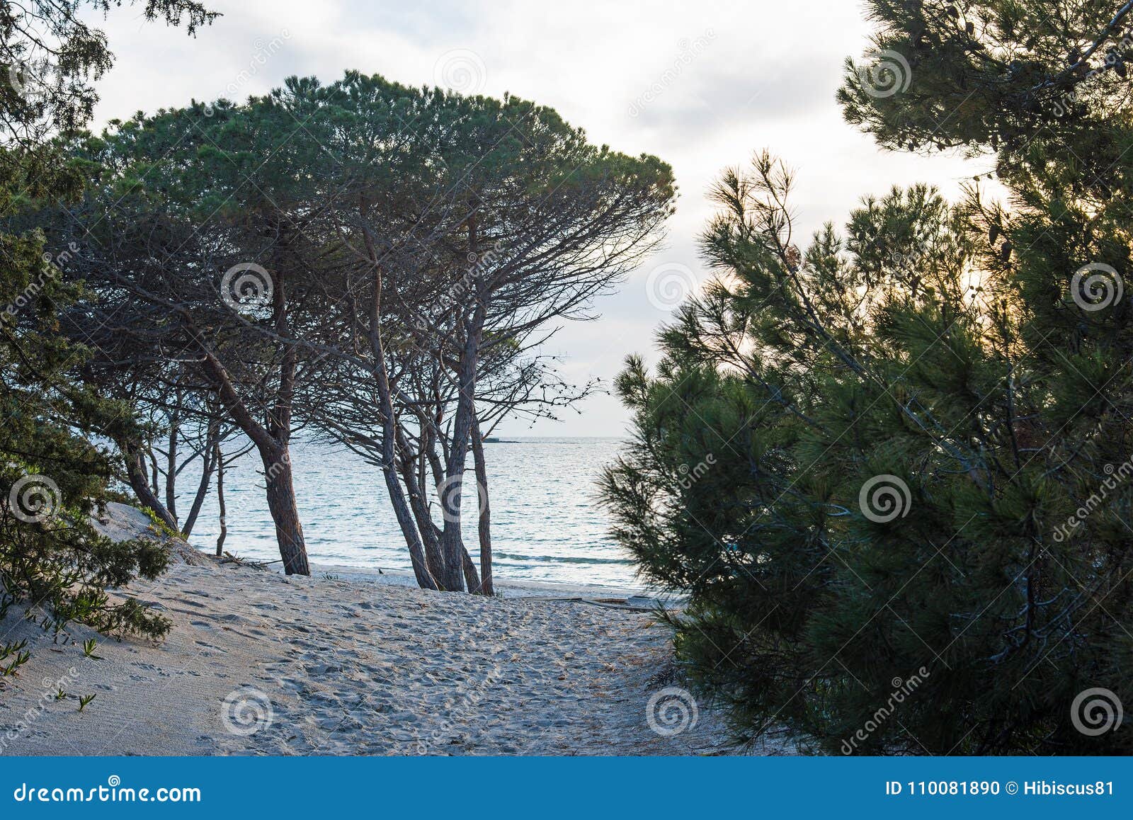 Pine trees on the beach stock photo. Image of seashore - 110081890