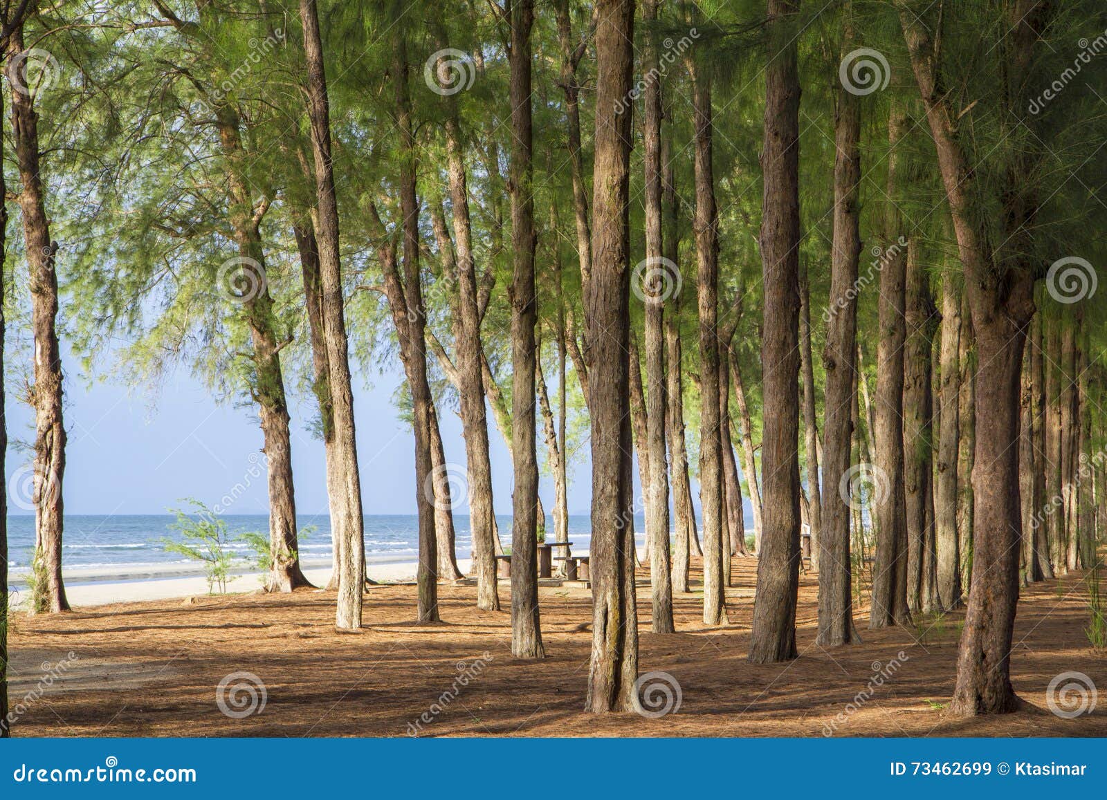 Pine trees on the beach stock image. Image of khiri, tourism - 73462699
