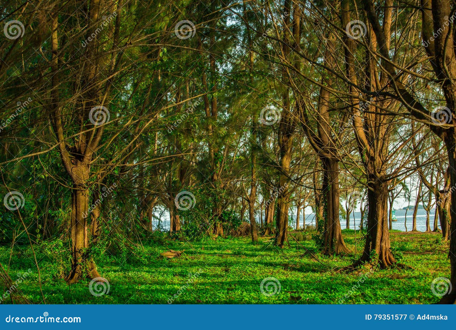 Pine trees by the beach stock image. Image of wonderful - 79351577
