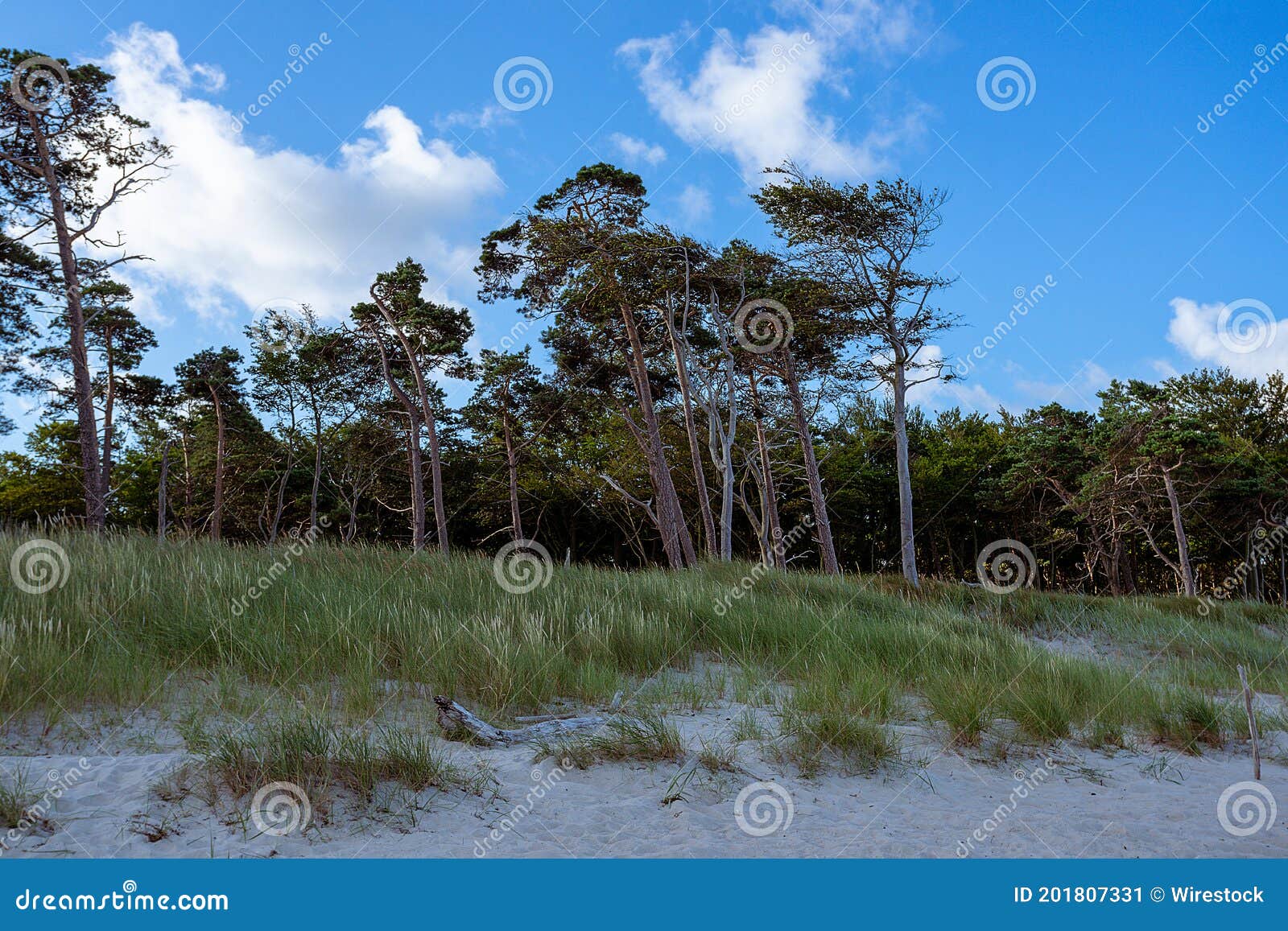 Pine trees on the beach stock image. Image of pine, calm - 201807331