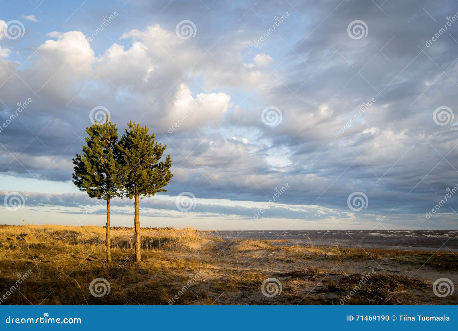 Pine trees stock photo. Image of weather, tree, trees - 71469190