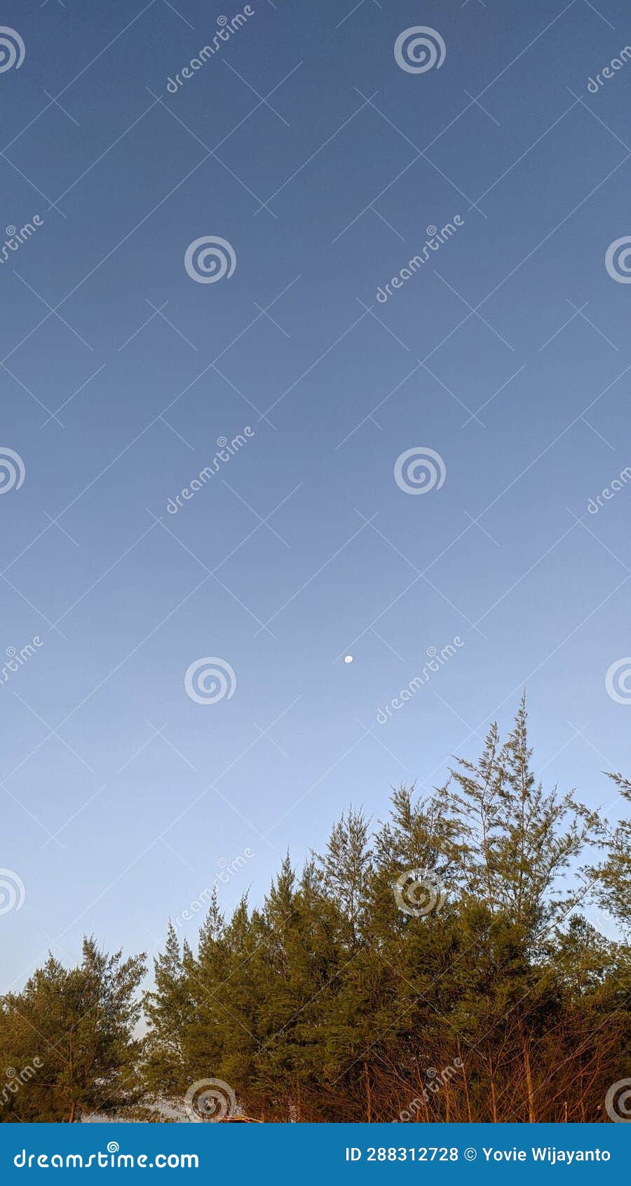 Pine Trees and Beautiful Blue Sky with a Moon Stock Photo - Image of ...