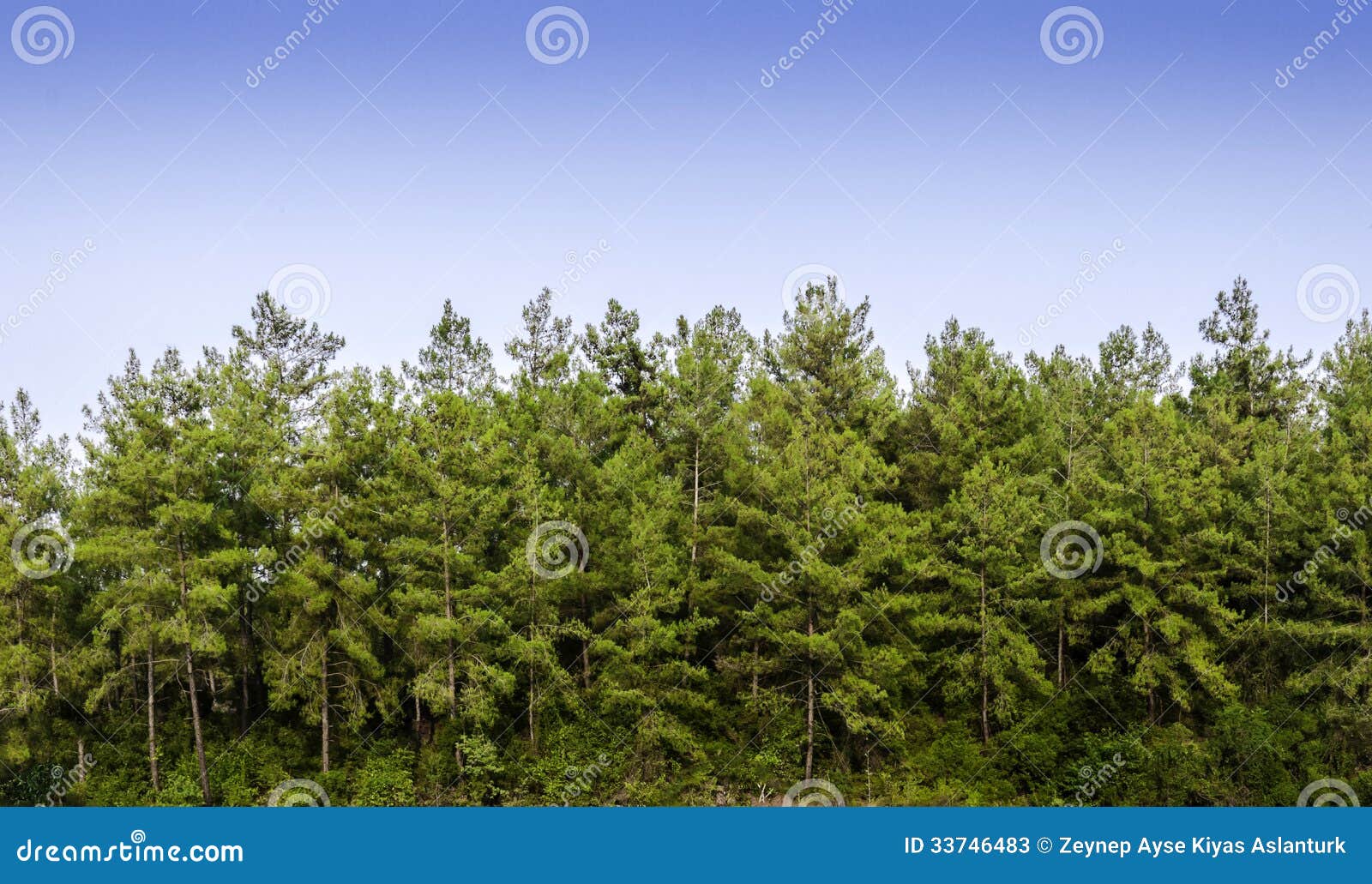 Pine trees stock image. Image of nature, freshness, area - 33746483