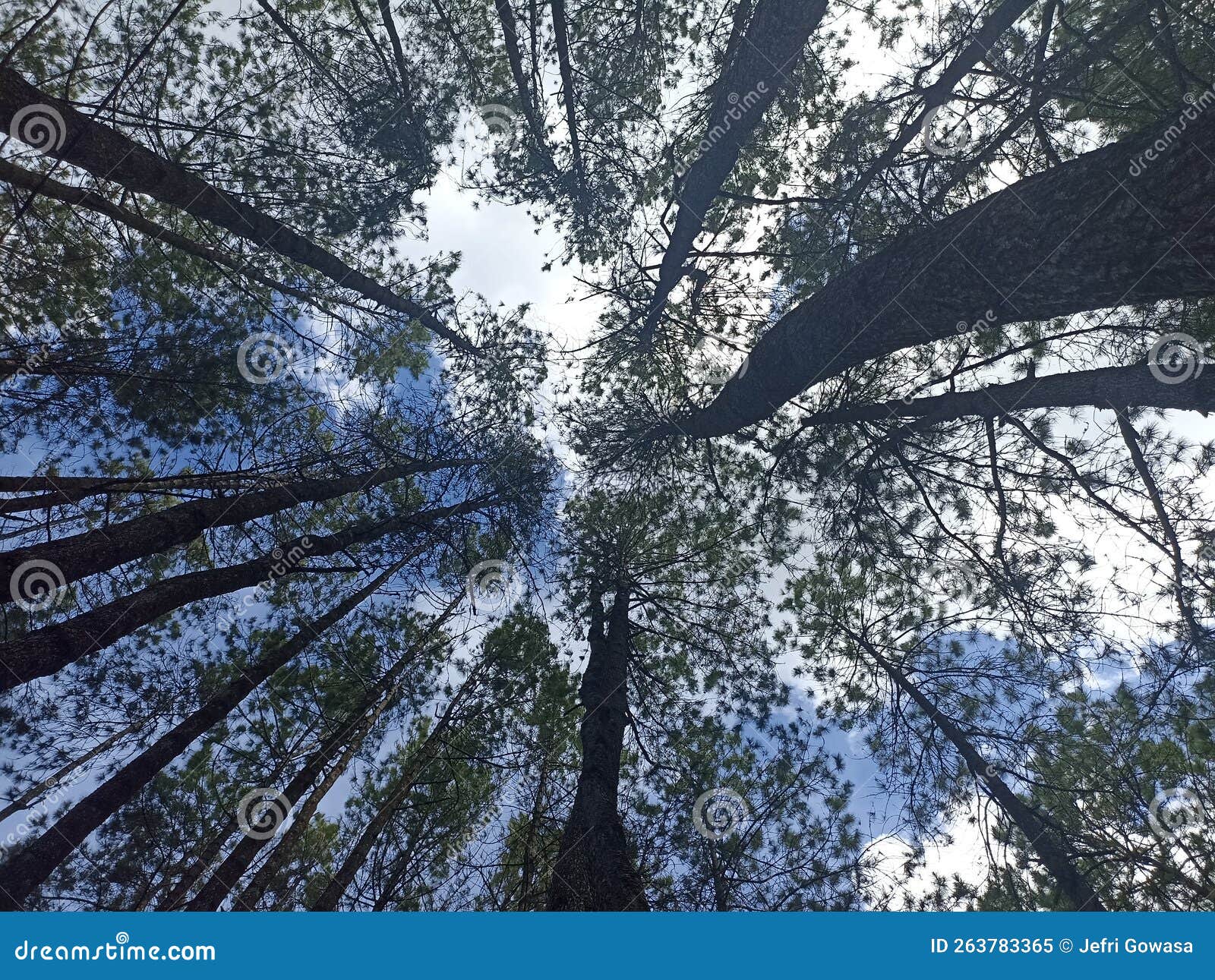 Pine Trees with Beautiful Weather Stock Image - Image of plant, autumn ...