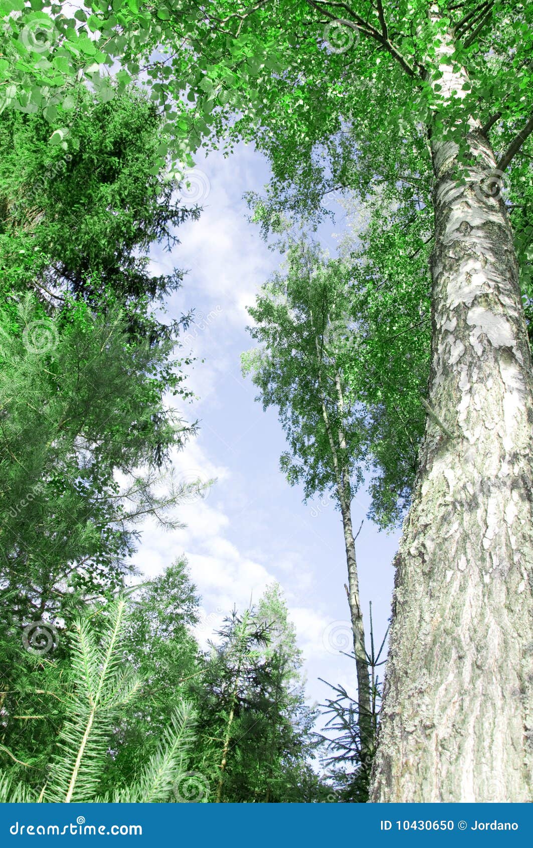 Pine trees from below stock photo. Image of grow, blue - 10430650
