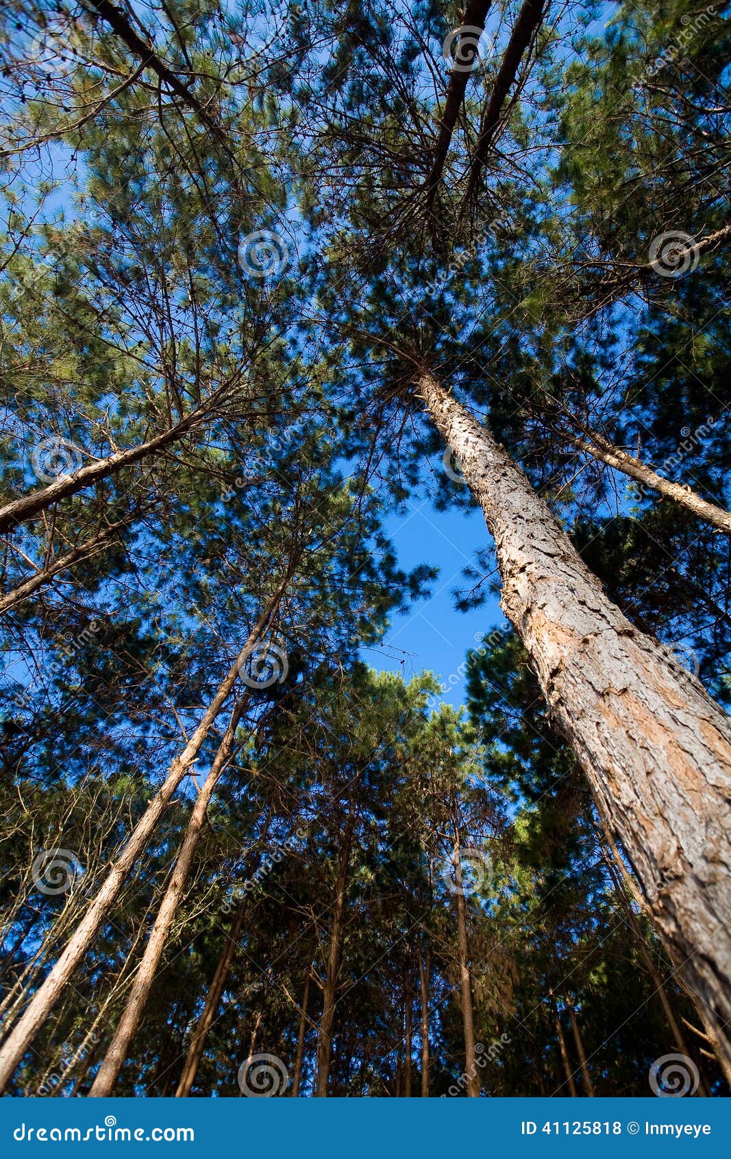 Pine Trees from below stock photo. Image of pine, outdoors - 41125818