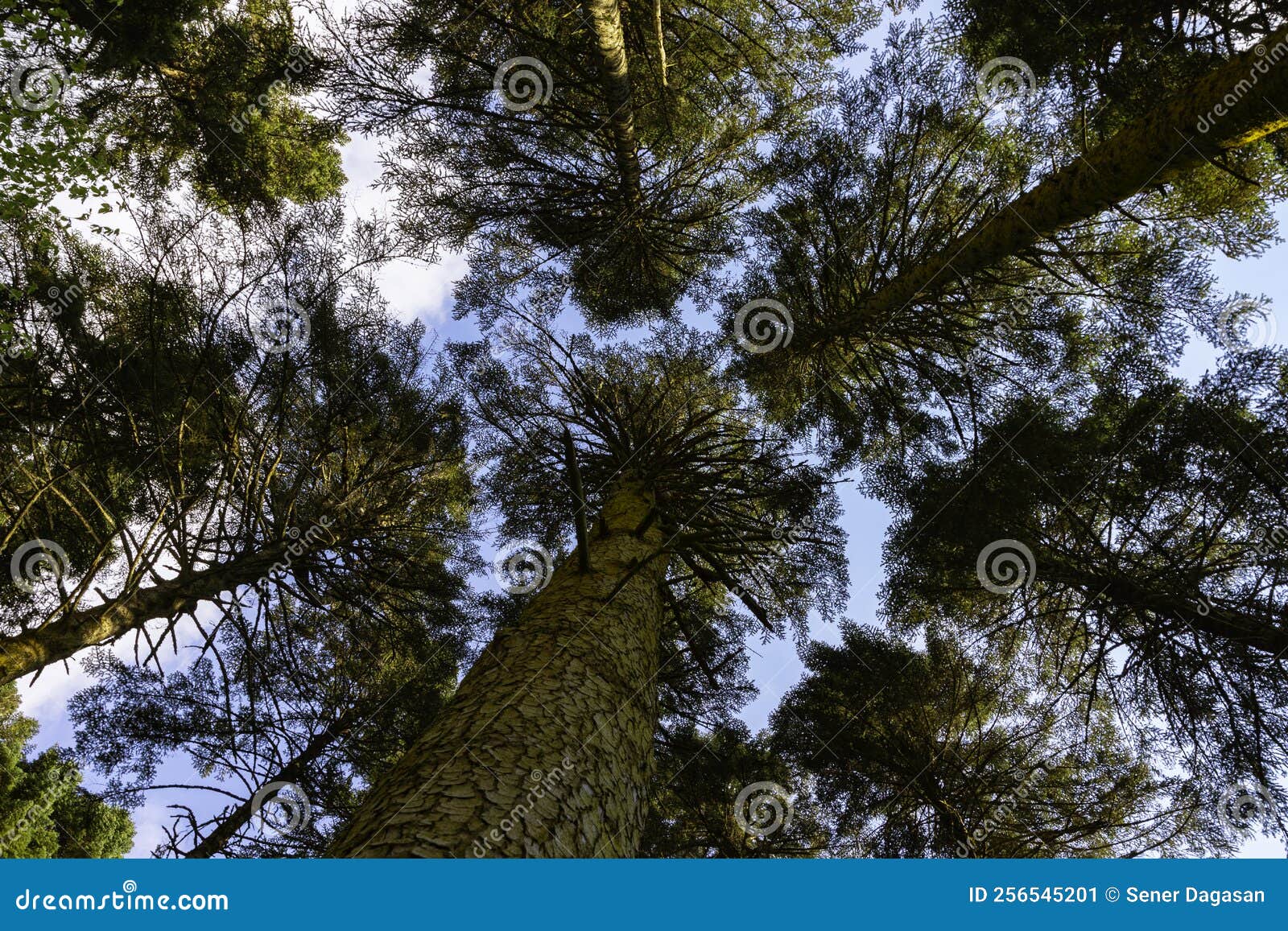 Pine Trees from Below. Forest and Nature Background Stock Image - Image ...