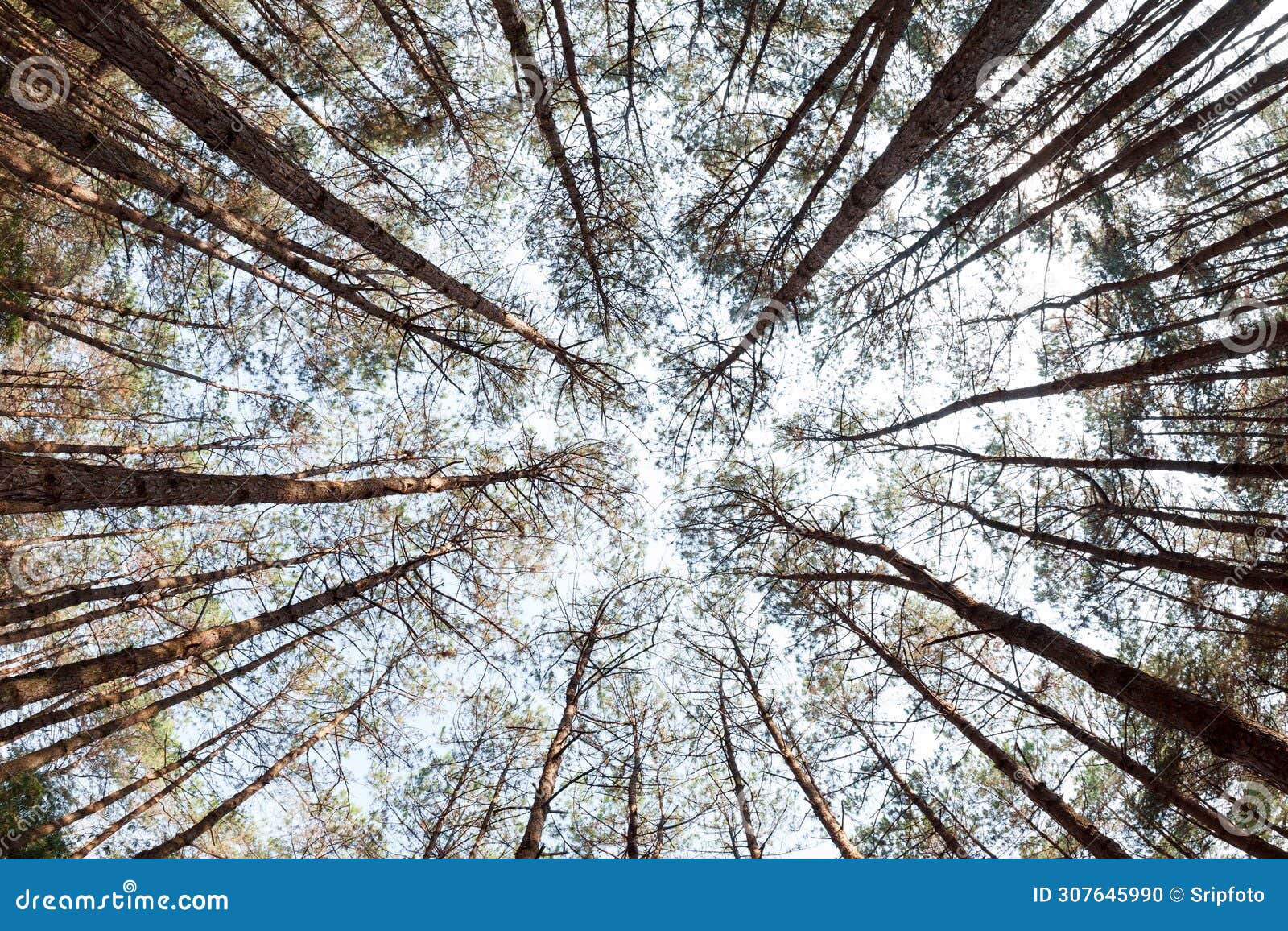 Pine trees from below stock photo. Image of leaf, foliage - 307645990