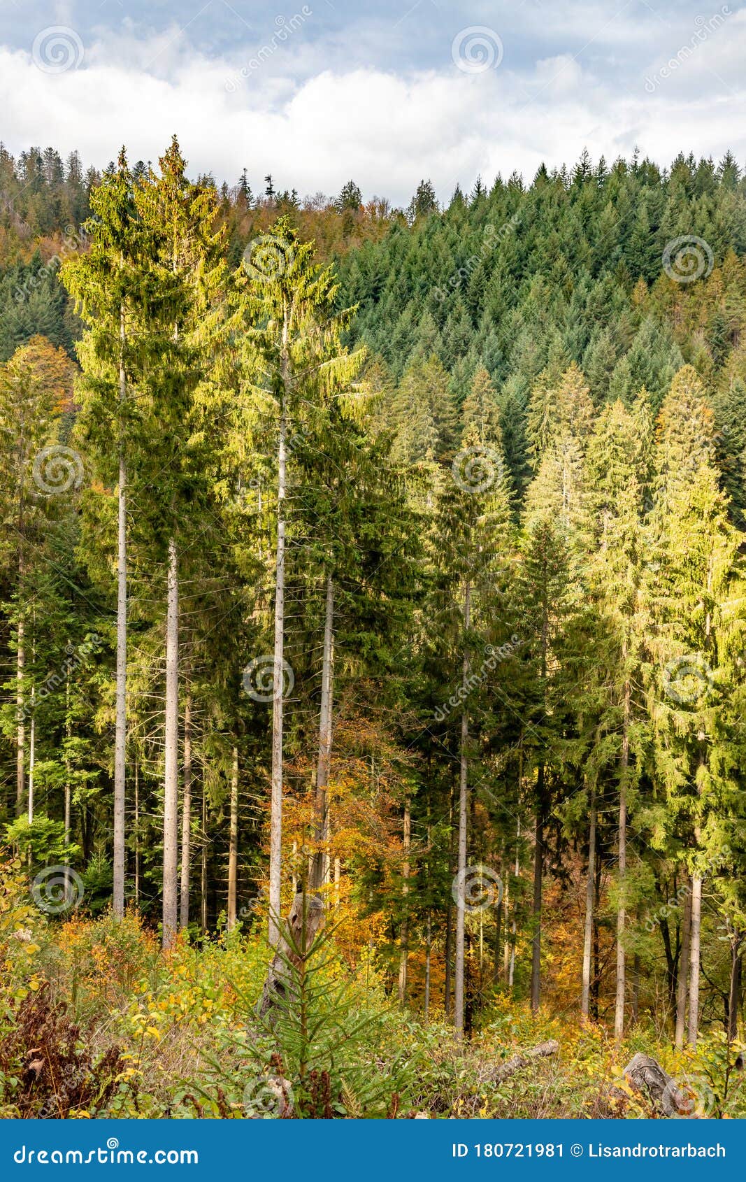 Pine Trees in Black Forest Around Forbach Village Stock Image - Image ...