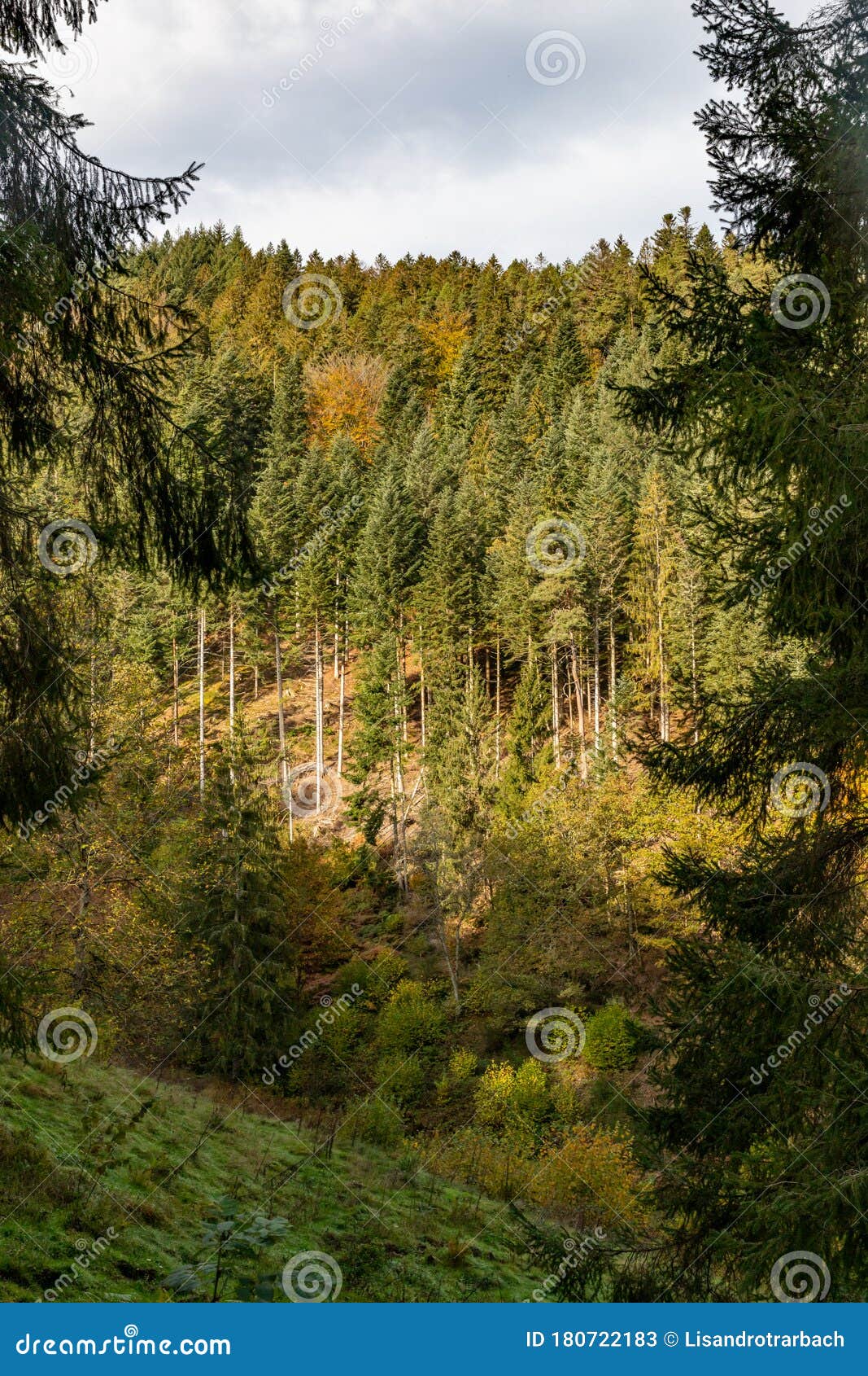 Pine Trees in Black Forest Around Forbach Village Stock Image - Image ...