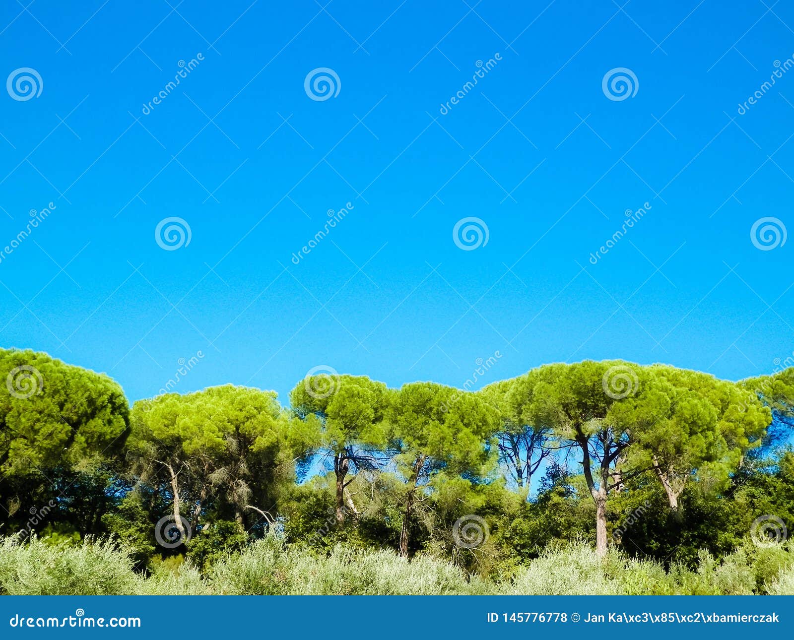 Pine Trees on Blue Sky Background Stock Photo - Image of environment ...
