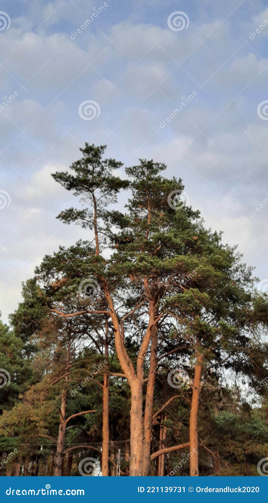 Pine trees and blue sky stock image. Image of white - 221139731