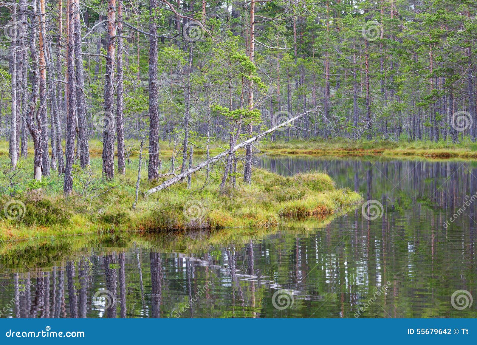 Pine Trees on the Bog at the Lake Stock Photo - Image of calm, people ...