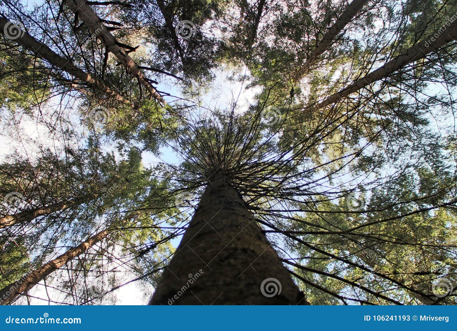 Pine trees bottom to top stock image. Image of trees - 106241193