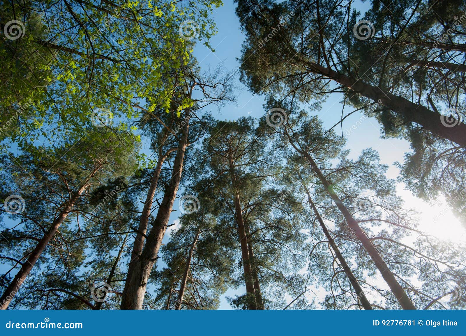 Pine trees bottom view stock image. Image of bright, meadow - 92776781