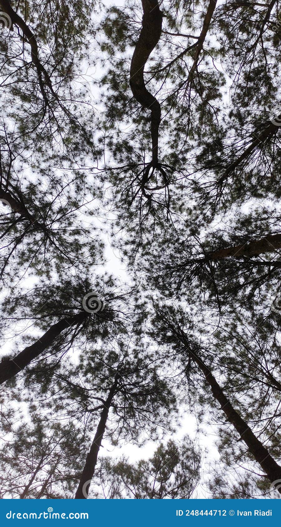 Pine Trees Bottom View Puncak Pinus Becici Stock Photo - Image of ...