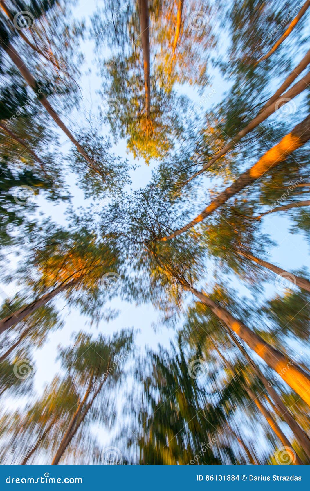 Pine Trees Bottom View Zoom Effect Stock Photo - Image of wood ...