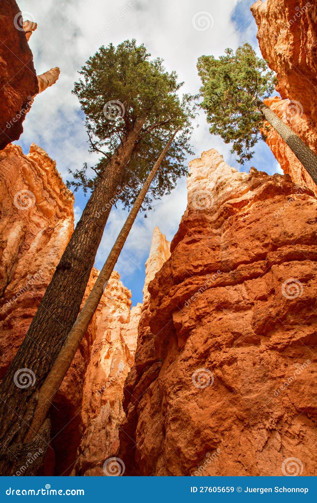 Pine Trees at Bryce Canyon stock image. Image of jupiter - 27605659