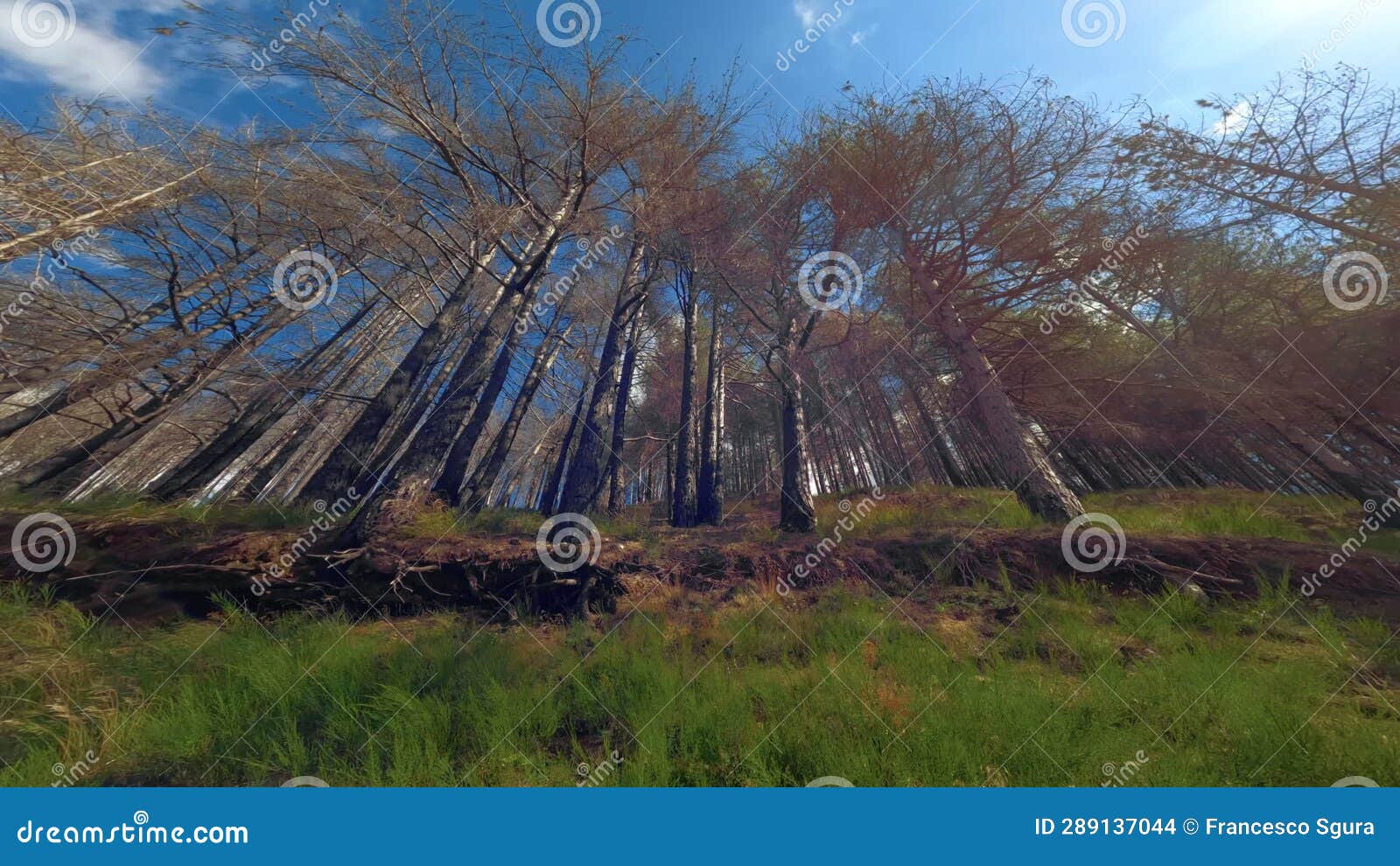 Pine trees burned by fire stock footage. Video of damaged - 289137044