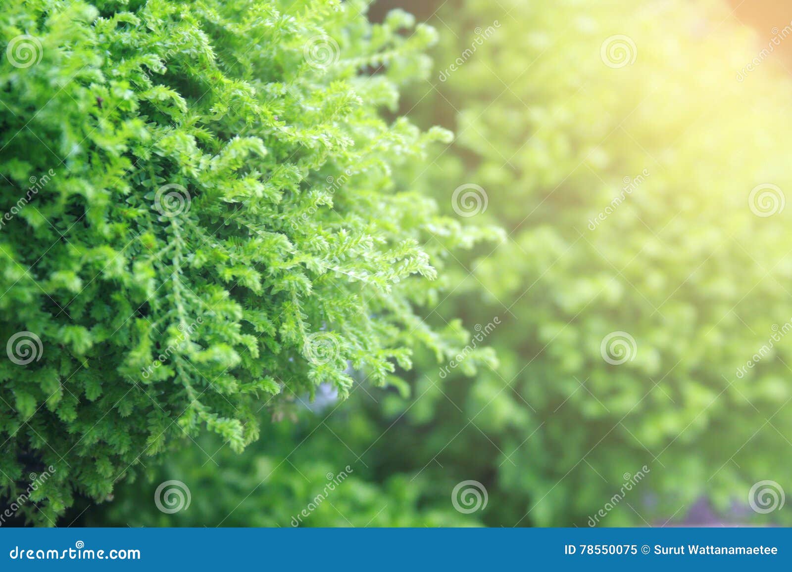 Pine Trees with Burst Light Stock Image - Image of green, background ...