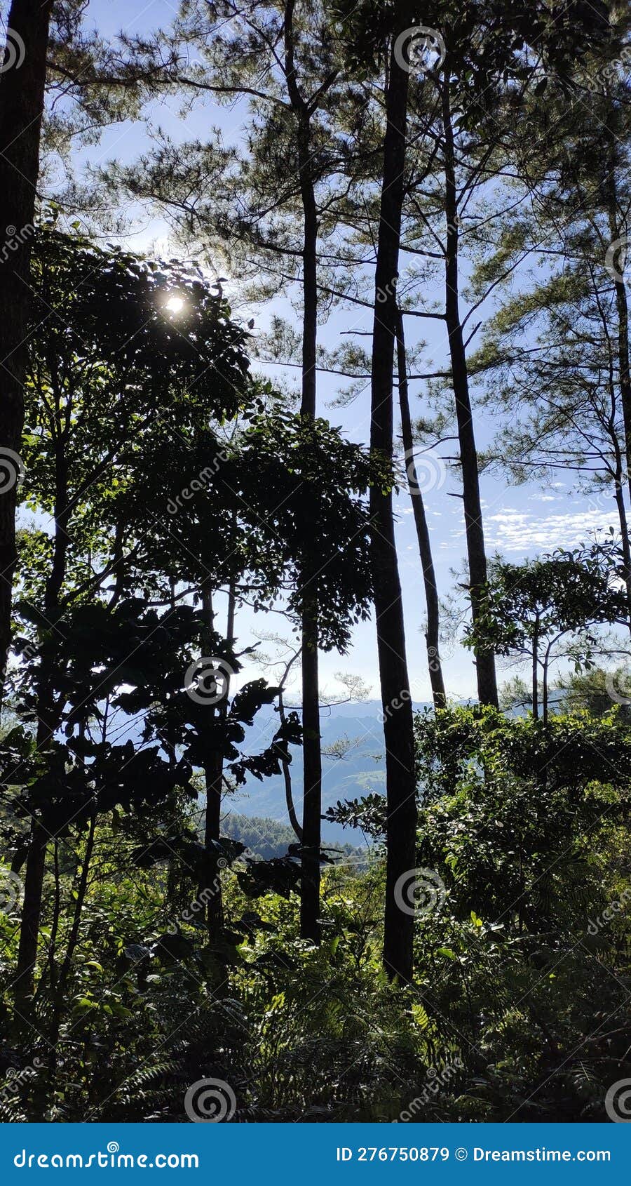 Pine Trees in Camba, Maros, South Sulawesi Stock Image - Image of maros ...
