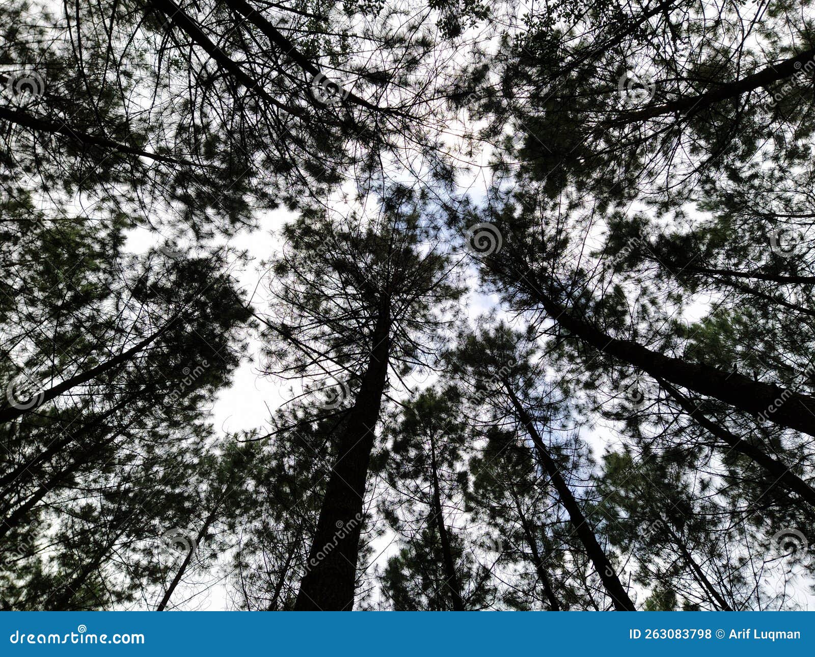 Pine Trees Canopy in a Forest Forming a Complex Sinapse-like Structure ...