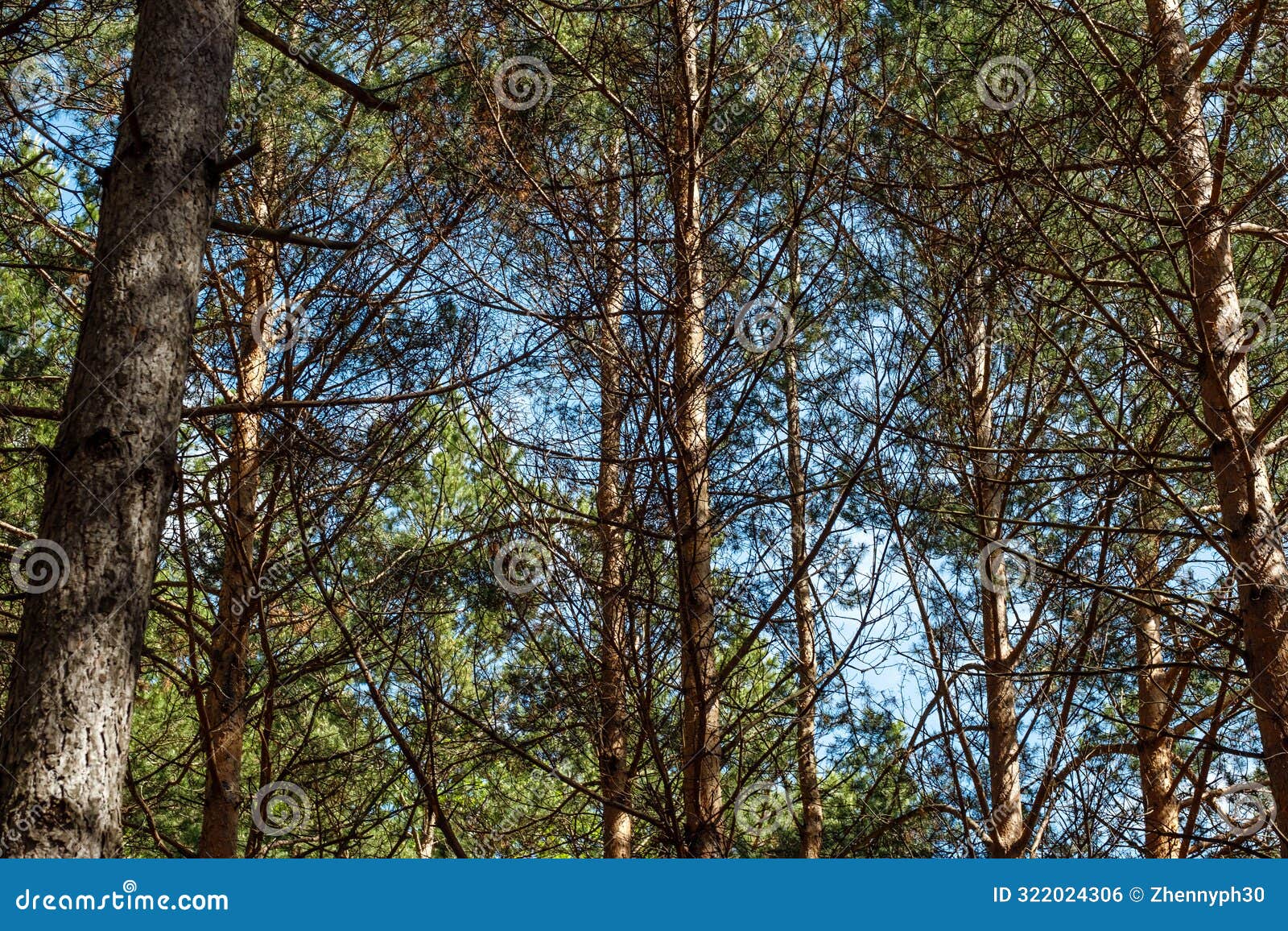 Pine Trees Canopy Landscape in Woodland Stock Photo - Image of trees ...