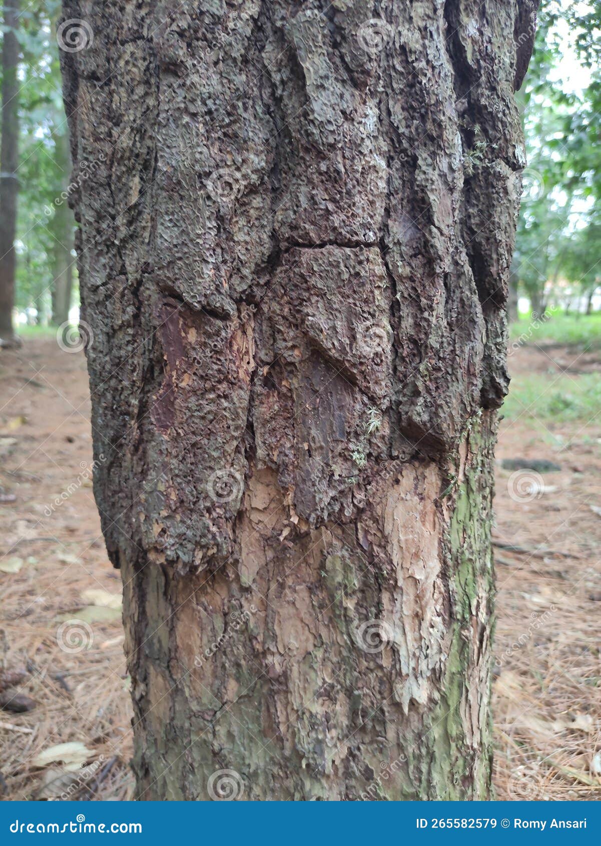 Pine trees change skin stock image. Image of forest - 265582579