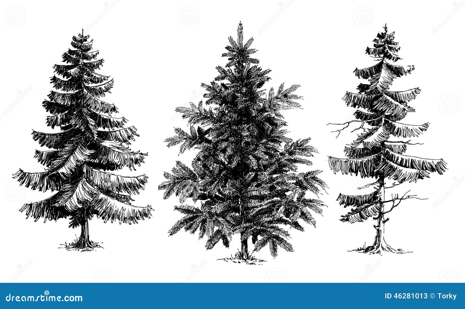 Pine Tree Illustration