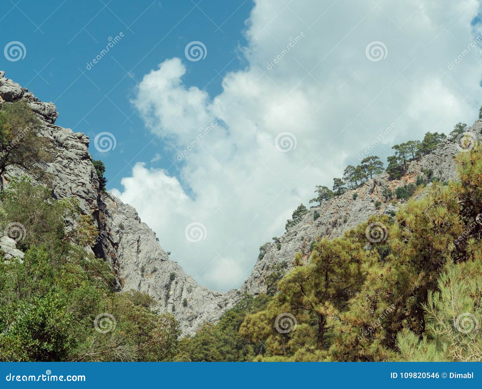 Pine trees on cliff edge stock photo. Image of park - 109820546