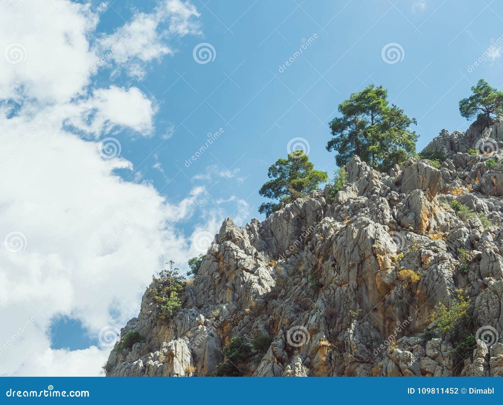 Pine trees on cliff edge stock photo. Image of east - 109811452