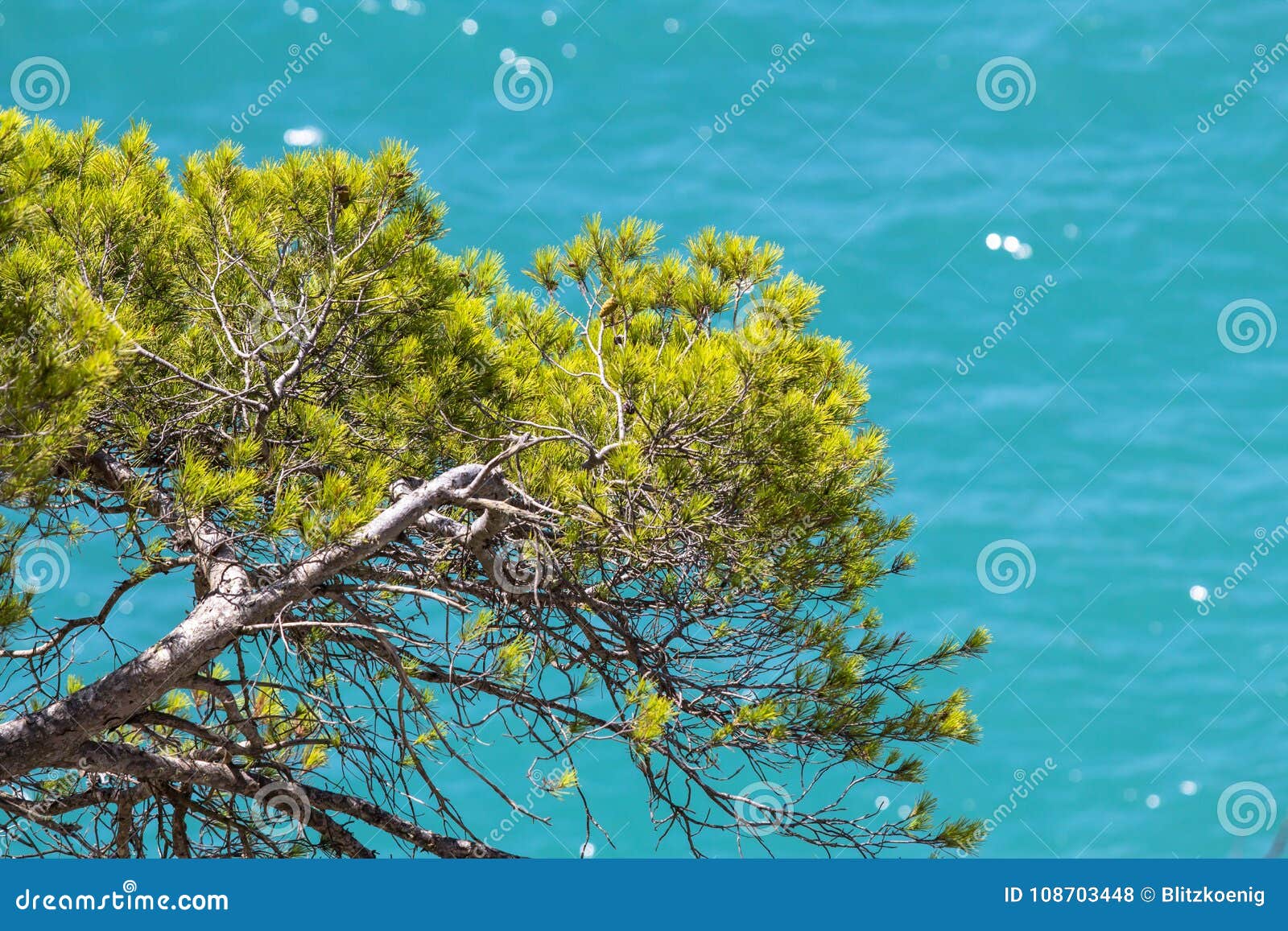 PIne trees on the cliff stock photo. Image of beauty - 108703448