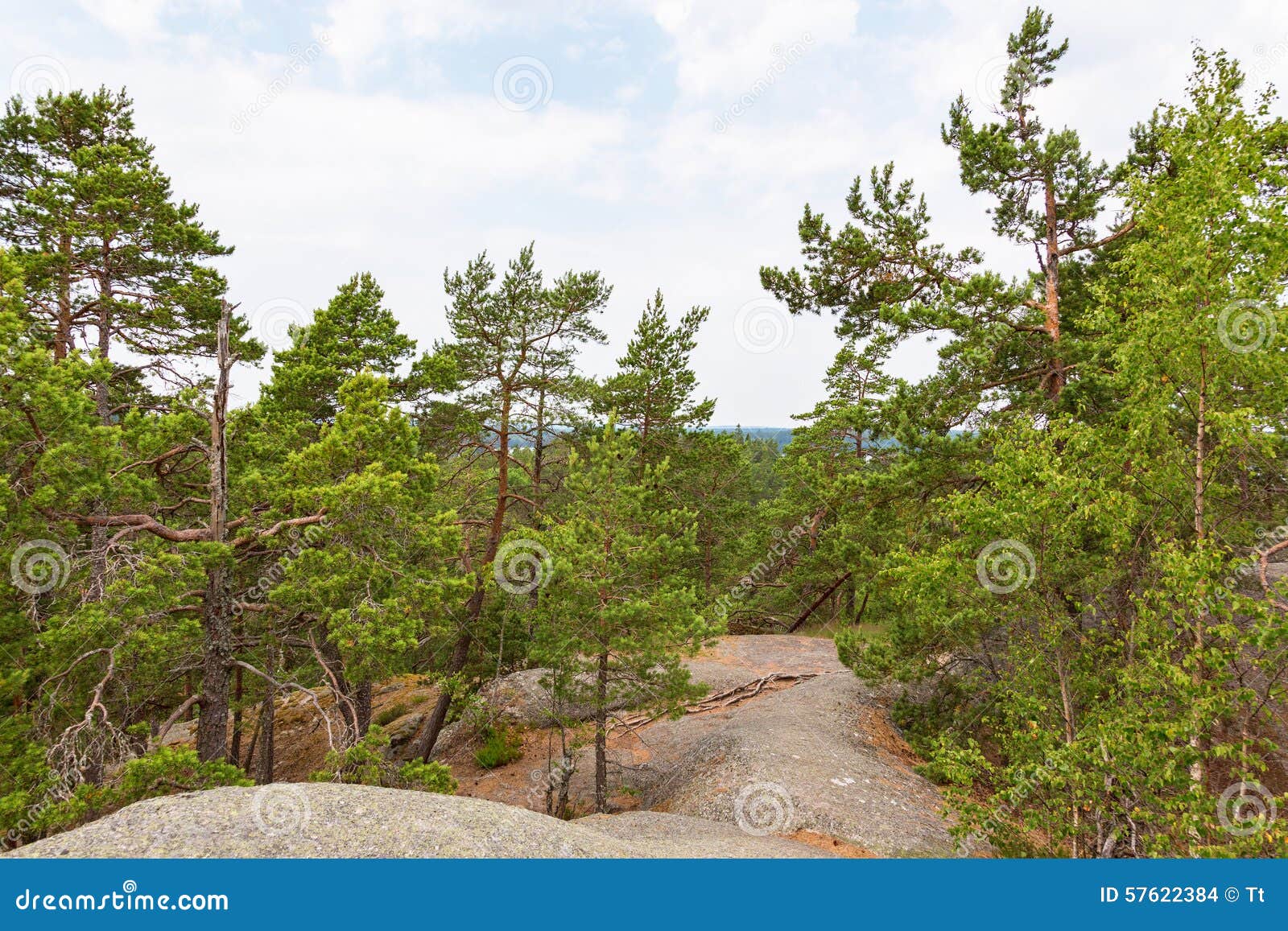 Pine trees on a cliff stock photo. Image of forest, outdoor - 57622384