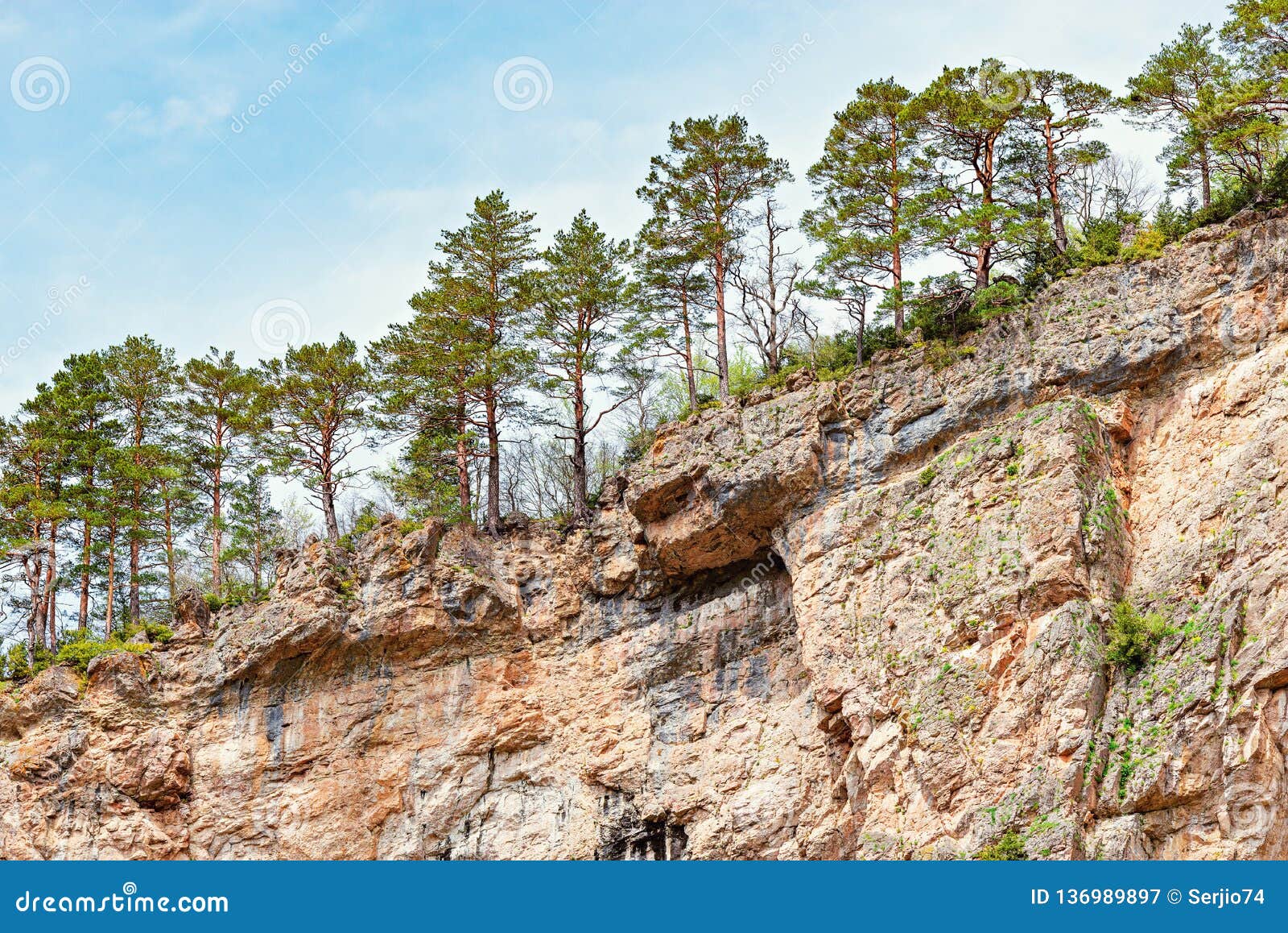 Pine trees on the cliffs. stock image. Image of ravine - 136989897