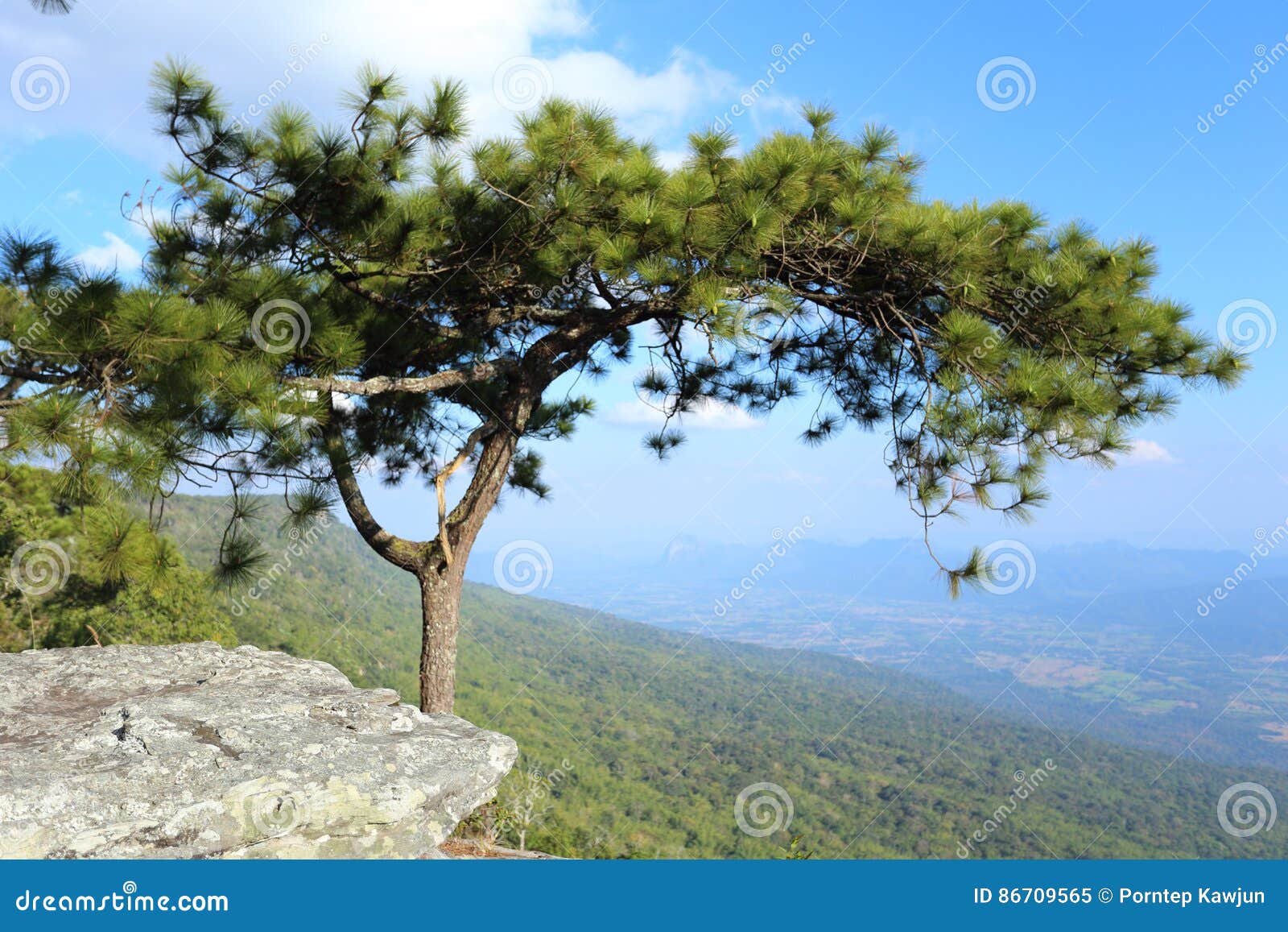 Pine trees and cliffs stock image. Image of rock, national - 86709565