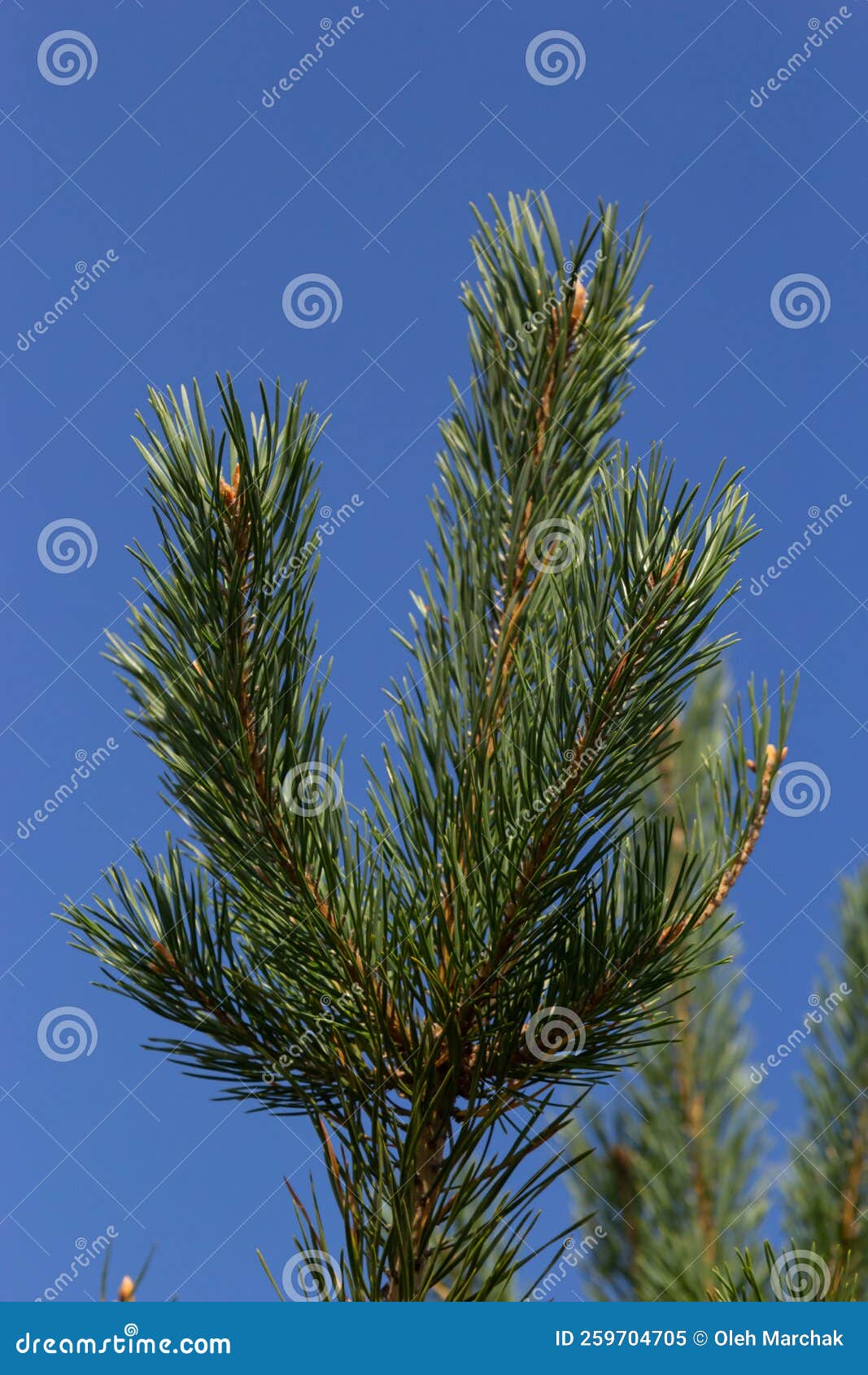 Pine Trees, Close-up View on the Background of the Sky with Clouds on a ...