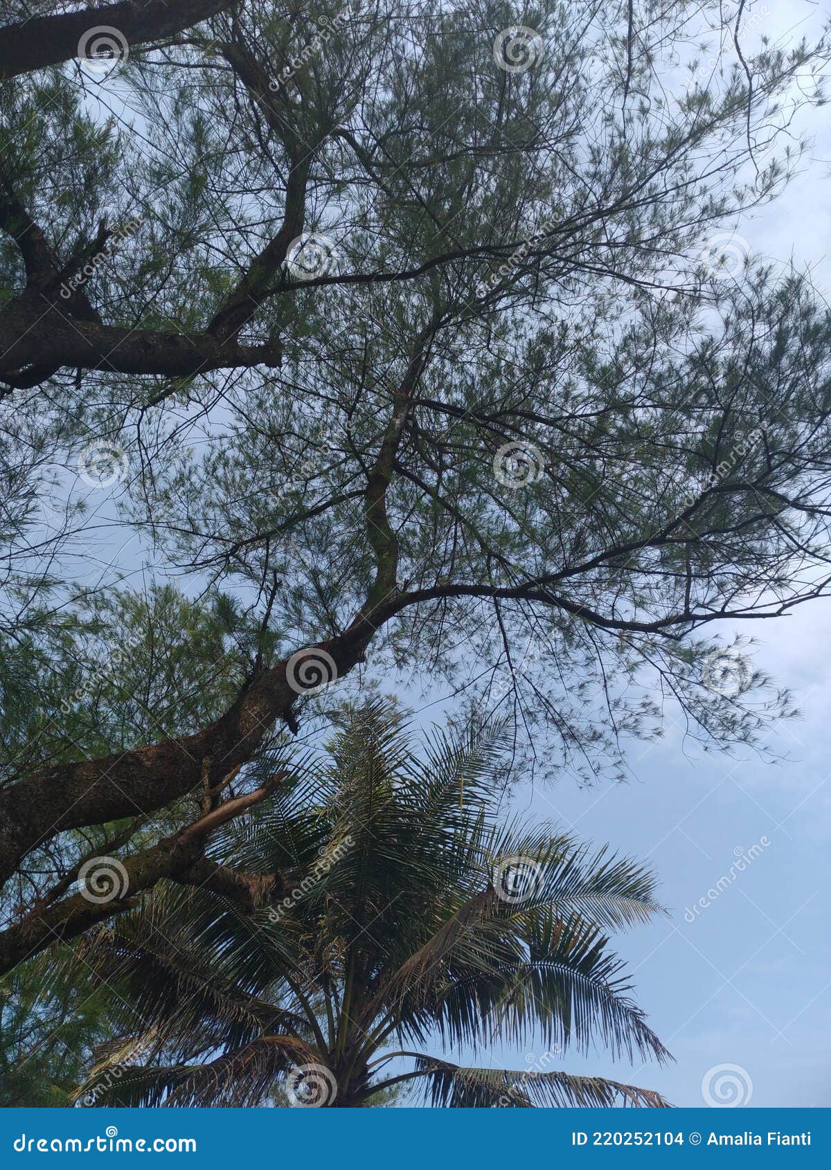 Pine Trees and Coconut Trees Growing on the Beach Stock Photo - Image ...