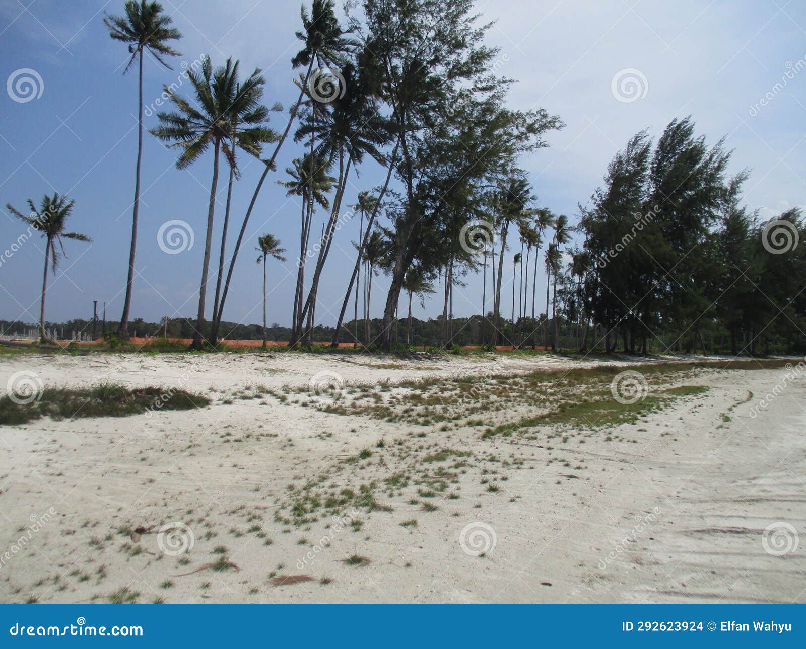 PINE TREES and COCONUT TREES Stock Photo - Image of combination ...