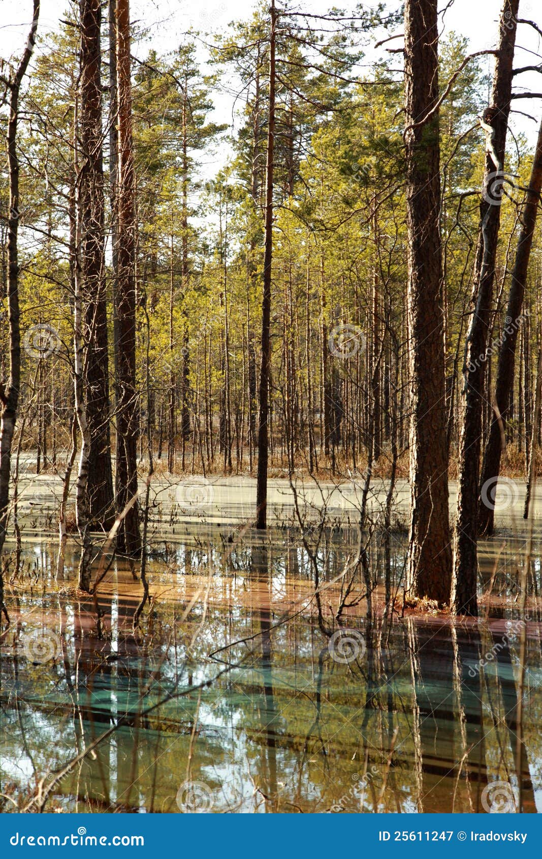 Pine Trees on the Colored Water Stock Image - Image of canon, tree ...